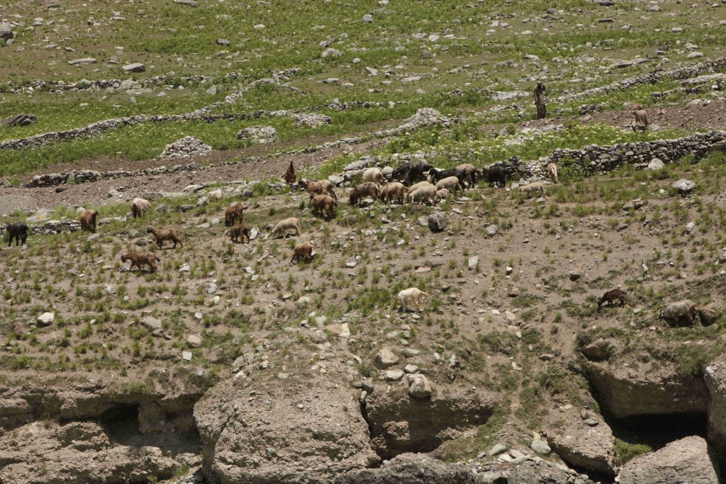 In Photos: Who Are the Bakarwals?