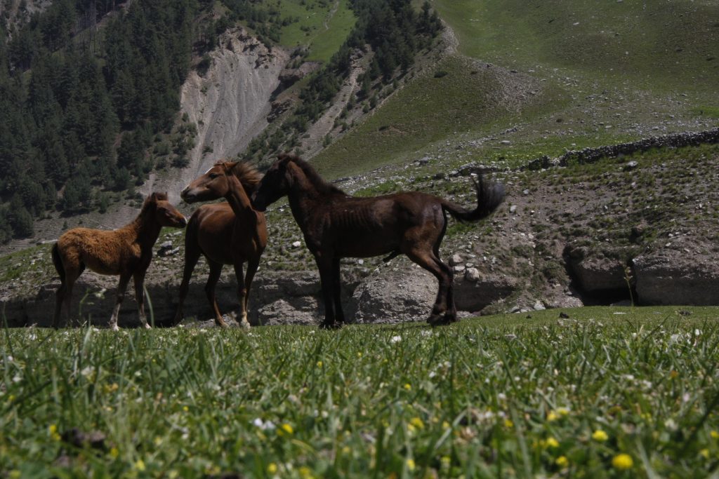 In Photos: Who Are the Bakarwals?