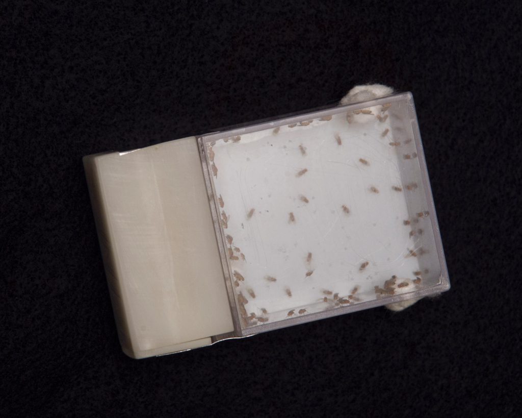 What are Fruit Flies and Human Cells Doing in a Rotating Laboratory in ...