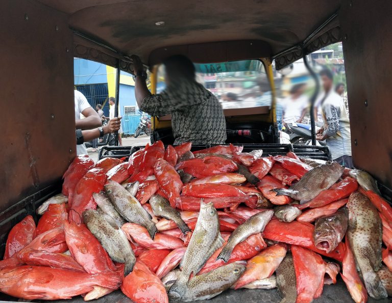 The Trials and Tribulations of the Andaman Fisheries – The Wire Science