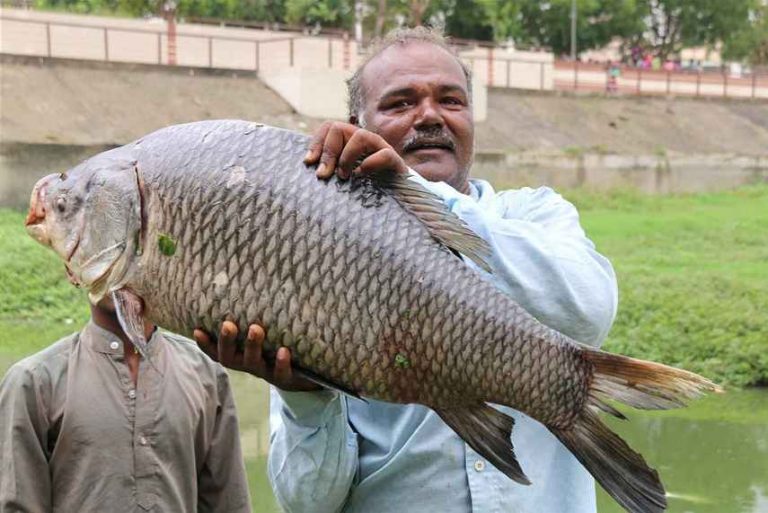 Industrial Corridors Swallow Hundreds of Fish Species in Gujarat – The ...