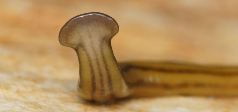 Giant Predatory Worms Are Invading France – The Wire Science