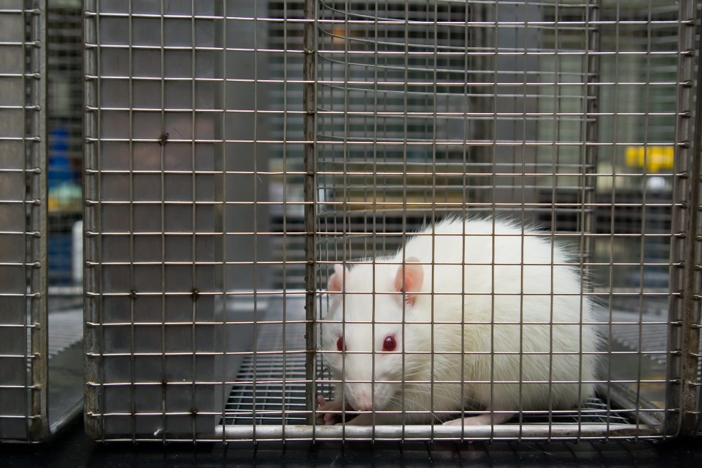 Pain in Lab Animals: How Much Is Too Much? – The Wire Science