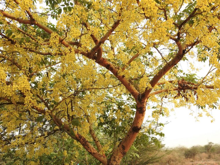 The Case of the Confusing Kanikonna Trees – The Wire Science