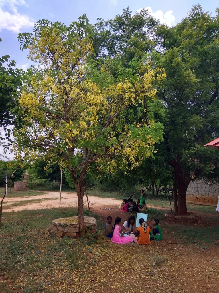 The Case of the Confusing Kanikonna Trees