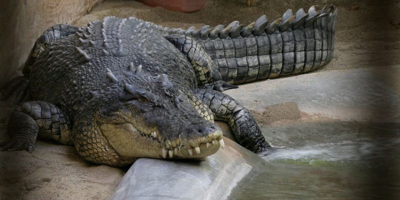 The Problem With Managing Saltwater Crocodiles in the Andamans – in One ...