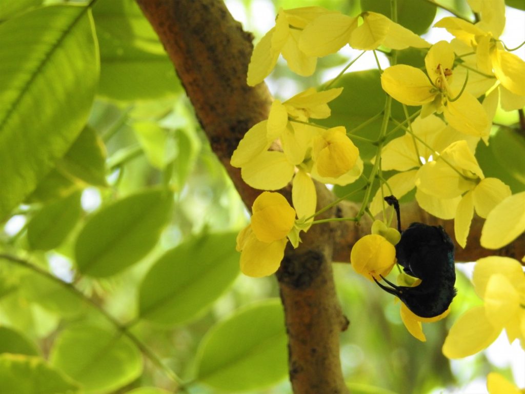 To Find a Story Under Every Old, Big Tree – Even in Delhi – The Wire ...