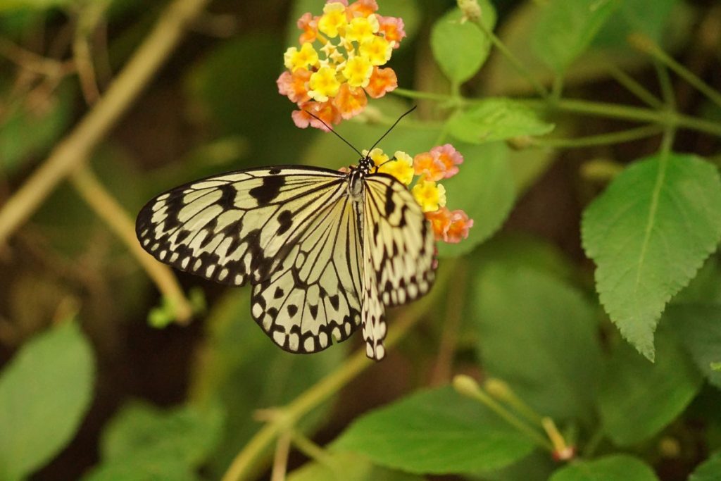 How Butterflies Can Help Protect Natural Habitats in a Rapidly Changing ...