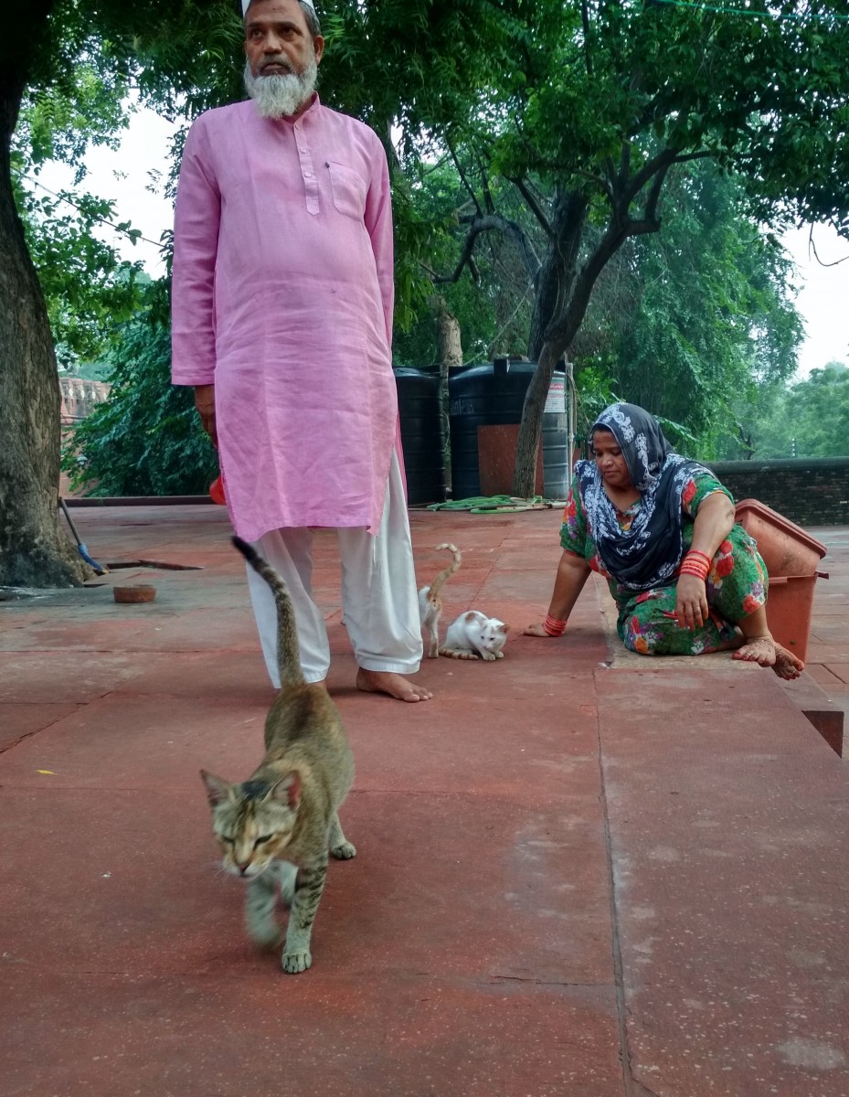 From Queens to Jinns, the Mystical Cats of Agra's Sandali Mosque