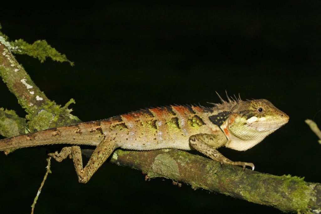 Two New Species, and Two Genera, of Lizards Found in the Western Ghats ...
