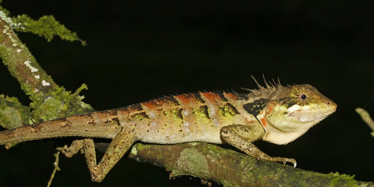 Two New Species, and Two Genera, of Lizards Found in the Western Ghats ...