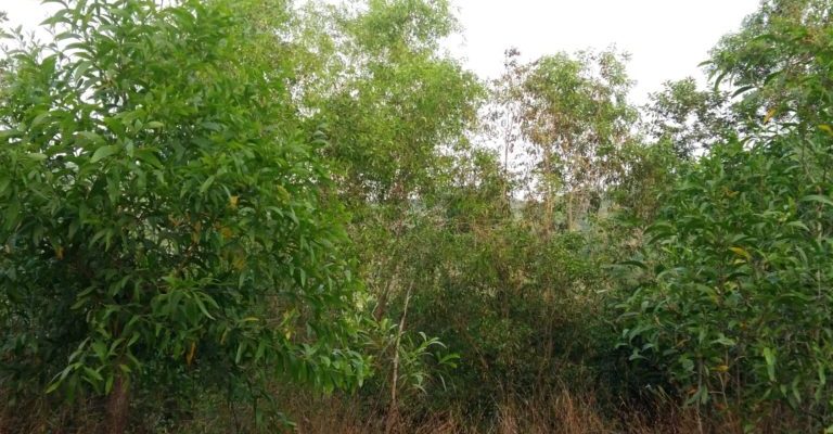 Invasive Plant Species Are Creeping Into Kerala After the Floods