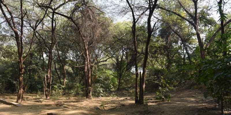 The Delhi Development Authority Demonstrates How to Kill a Forest