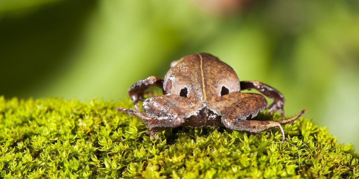 A ‘Mysterious’ New Frog Species With Hidden Spots and an Insect-Like ...