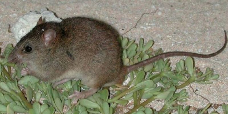 Climate Change and an Extinct Mouse: Lessons for the Himalayas