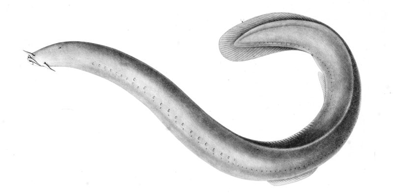 Hagfish Slime Is Disgustipating – but It's Also a Material From the Future