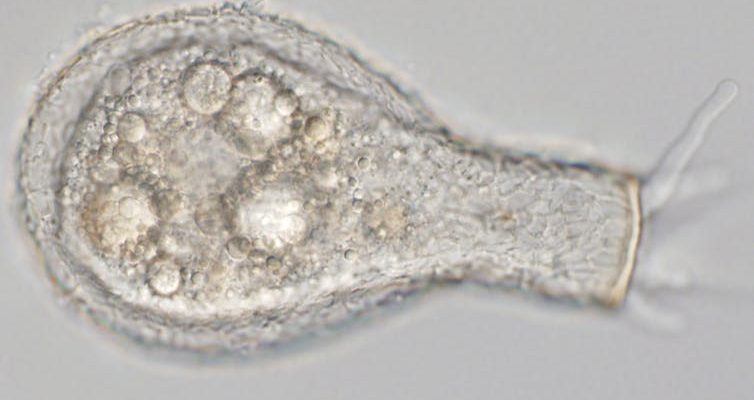 'Micro Snails' Scraped From Sidewalks Hold Clues of Earth's Biological ...