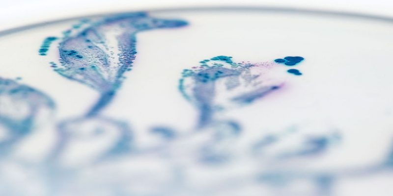 Gut Instinct: How Diets Shape the Unique Composition of Indian Guts