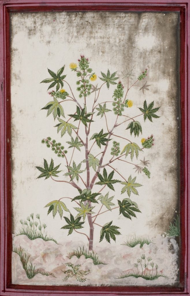 A Journey Through Botanical Art in Colonial India – and Beauty – The ...