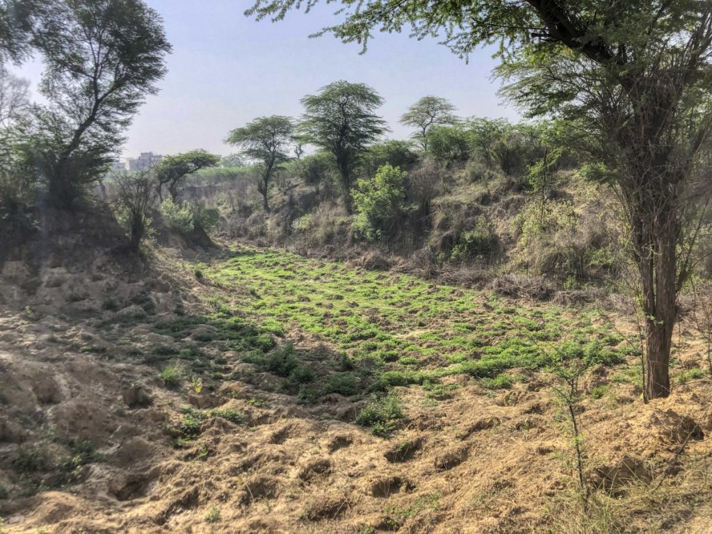 In Delhi Lies a Forest Uprooted