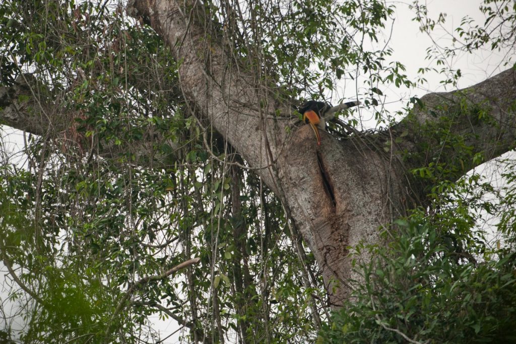 The Hornbill's View