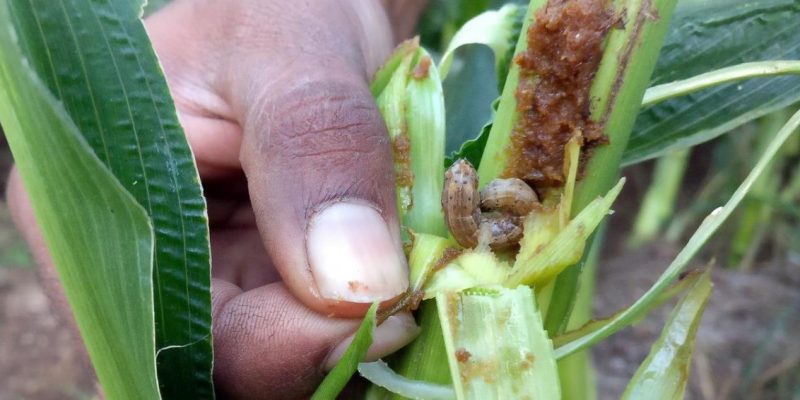 Fall Army Worm Outbreak Wreaks Havoc in Maize Fields of Mizoram