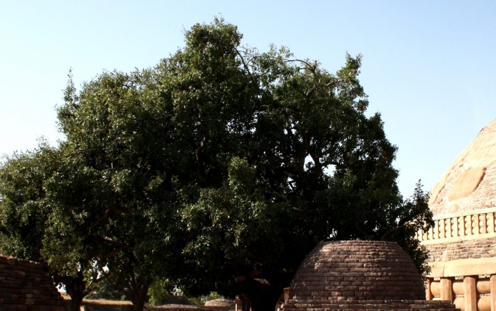 Delhi's Summer Blossom
