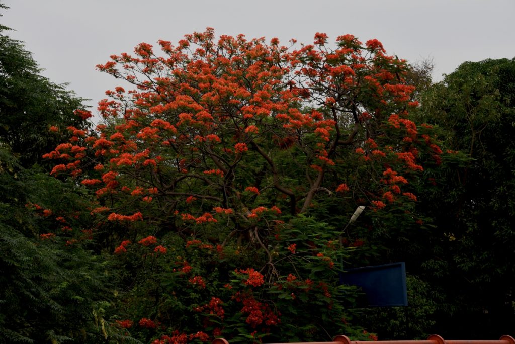 Delhi's Summer Blossom