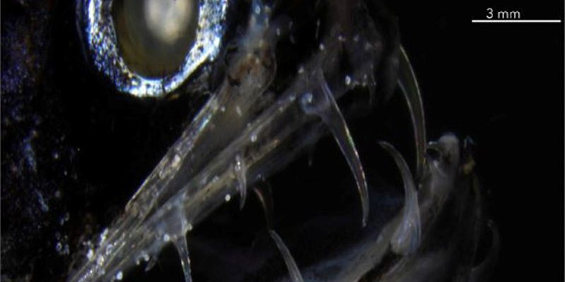 Scientists Solve the Mystery of the Dragon With Transparent Teeth