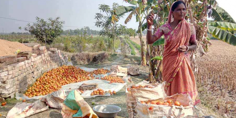 Fighting Soil Salinity: Land Shaping Techniques Benefit Sundarban Farmers