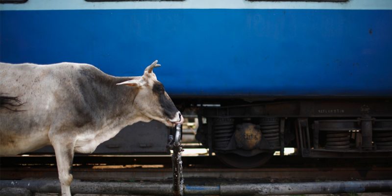 Railway Tracks Continue to be Hazardous Zones for India’s Cattle