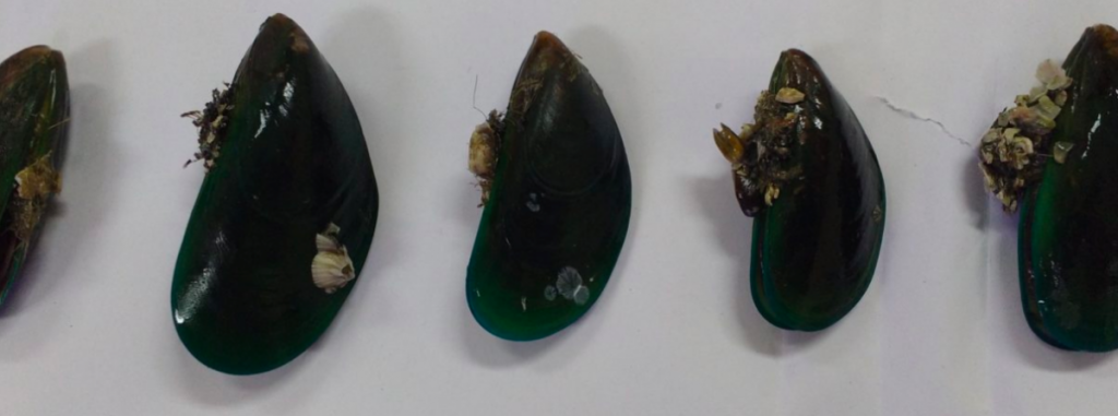 Great Indian Bustard Eggs Being Collected to Kick-Start Captive ...