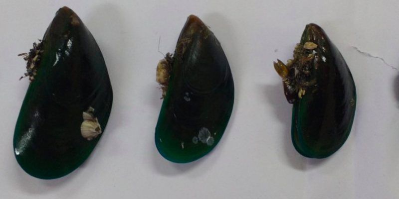 Microplastics and Colourants Found In Mussels From Chennai Coast