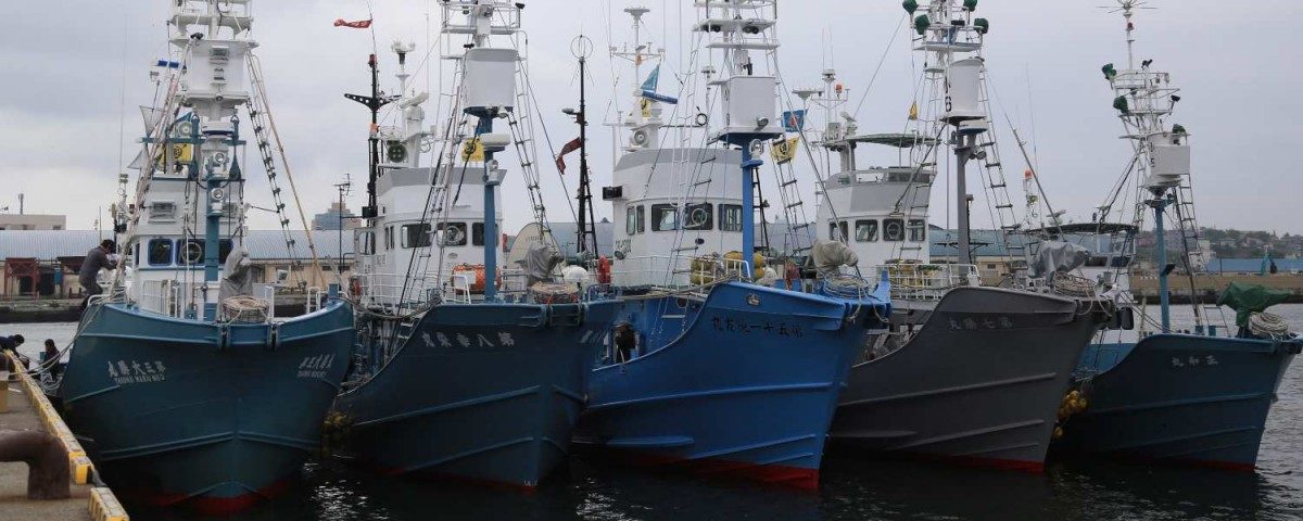 Japan Resumes Commercial Whale Hunting 30 Years After 'Stopping'