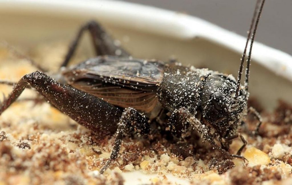 Promoting Edible Insects to Improve Nutrition and Protect Lemurs in ...