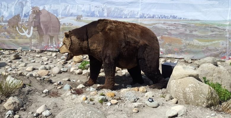 Genetic Study Says Humans Drove Cave Bears to Extinction, Not Climate