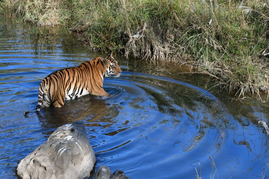 16 Killed in Leopard Attacks in the Last Two Years: Gujarat Government ...