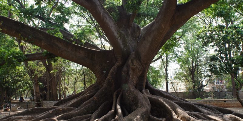 In Bengaluru, 121 Species of Trees Thrive In Sacred Sites, Stand ...
