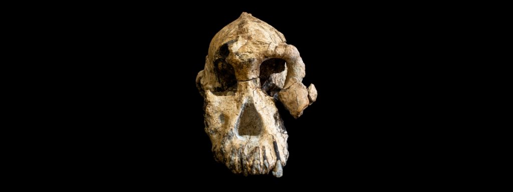 The Skull of Humanity’s Oldest Known Ancestor Is Changing Evolutionary ...