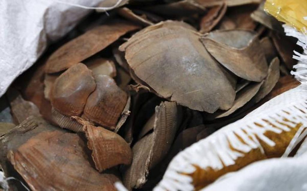 Assam: Pangolin Smuggling to China Surges After Rhino Poaching Declines