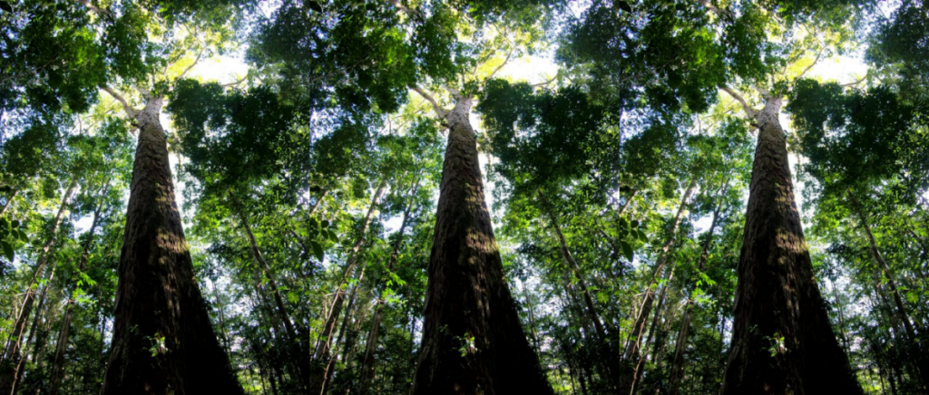 The Amazon’s Tallest Tree Just Got 50% Taller – and Scientists Don’t ...