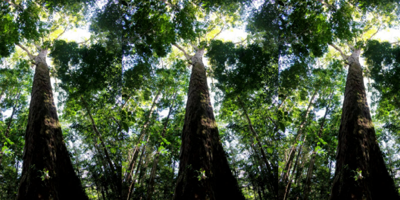 The Amazon’s Tallest Tree Just Got 50% Taller – and Scientists Don’t ...