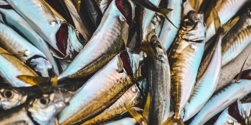 Scientists Find out What Caused 2017 Adyar River Fish Apocalypse