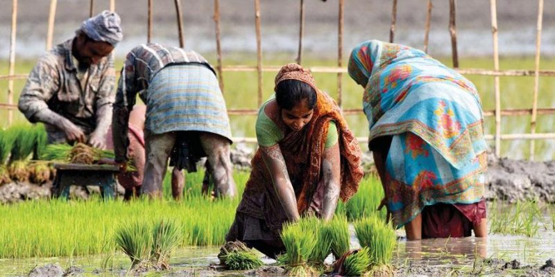 PMFBY: 50% of Farmers' Dues Being Paid in Only 30-45 Districts, Agri ...