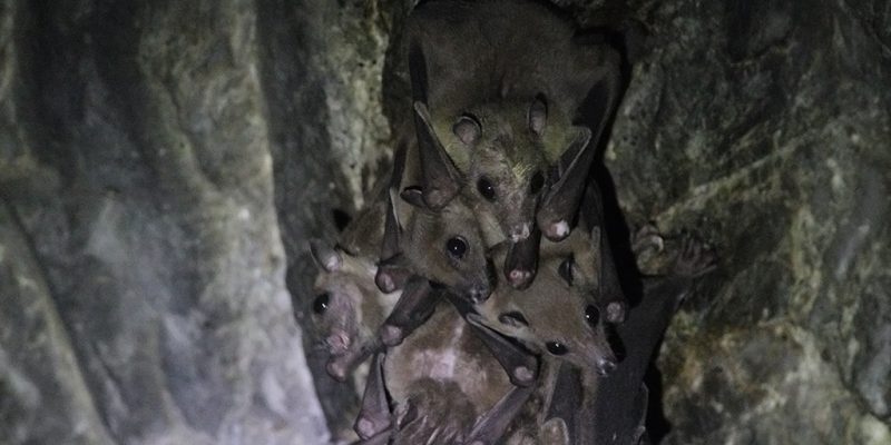 New Evidence That Humans and Bats Exchanged Deadly Filovirus in Nagaland