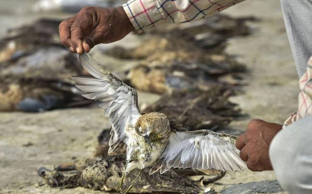 Second Lab Report Concludes Avian Botulism Killed Birds Around Sambhar ...