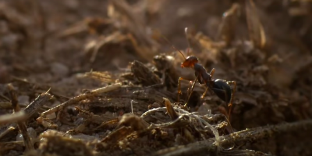 How Argentine Ants Built the Largest Known Cooperative Structure in ...