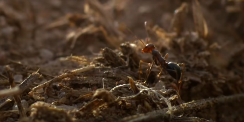 How Argentine Ants Built the Largest Known Cooperative Structure in ...