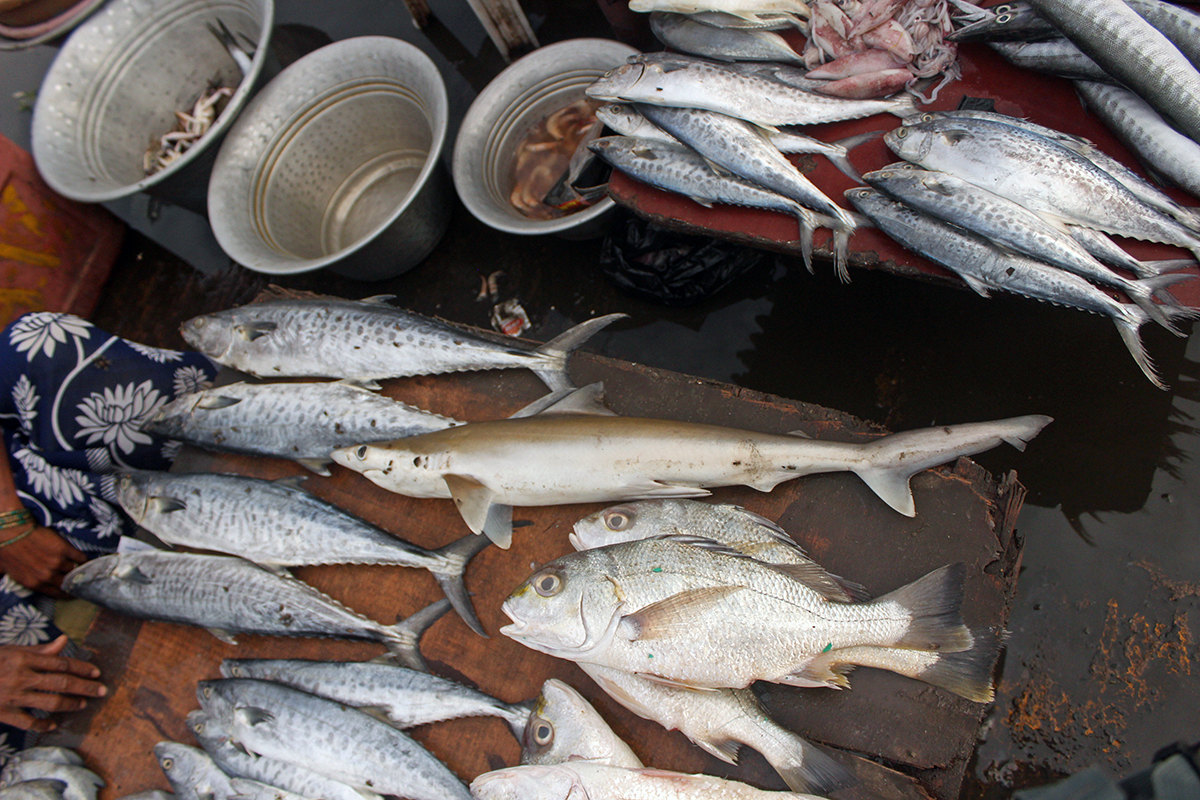Can a Village Specialised in Shark Fishing Have Lessons for India’s ...