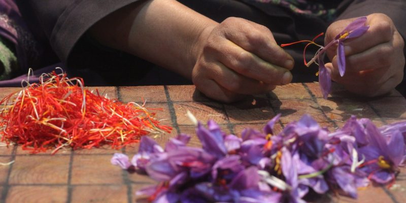 Kashmir: Saffron Farmers Fight Climate Change with Indoor Farming